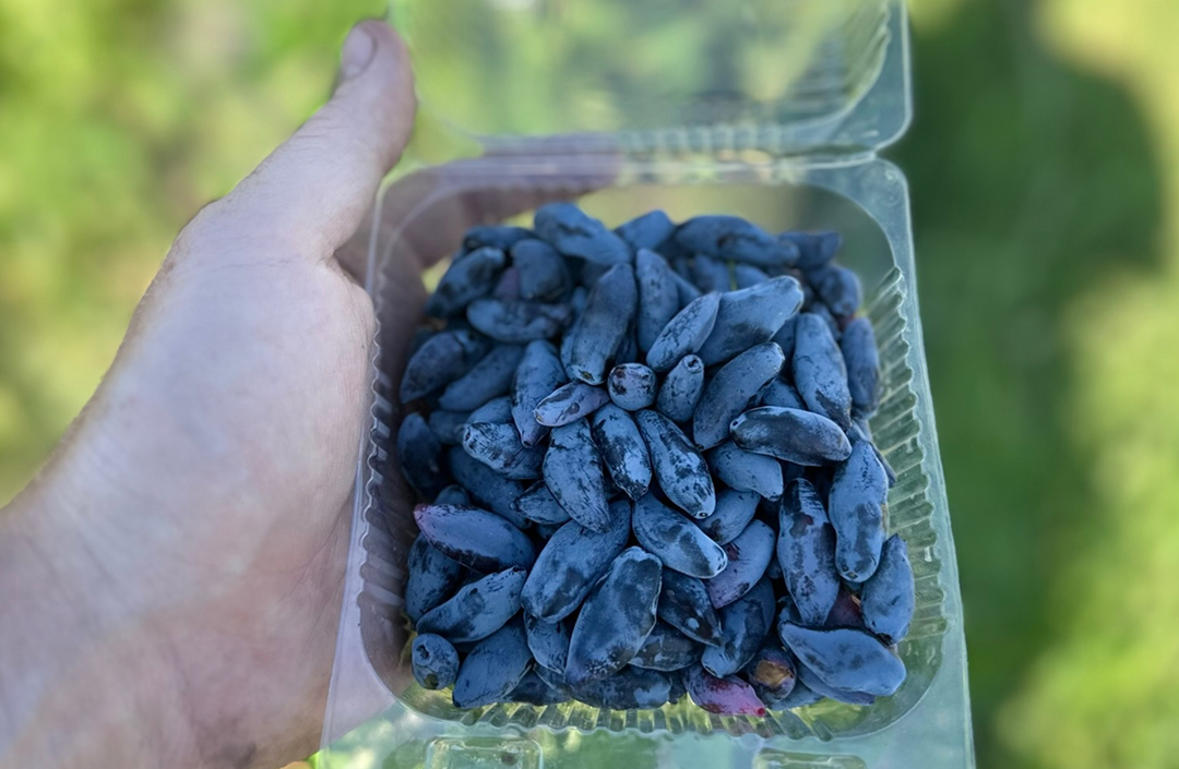Big Sky Honeyberries