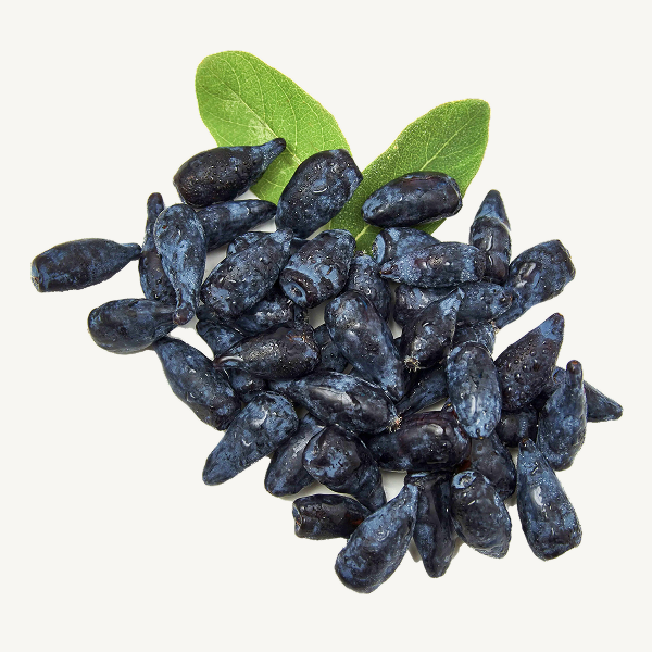 Fresh Honeyberries – Big Sky Honey Berry