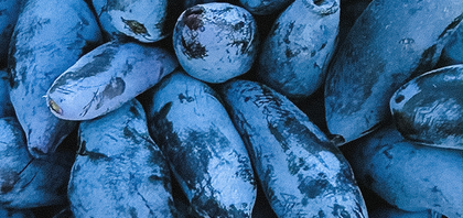 What is a honeyberry – Big Sky Honeyberries